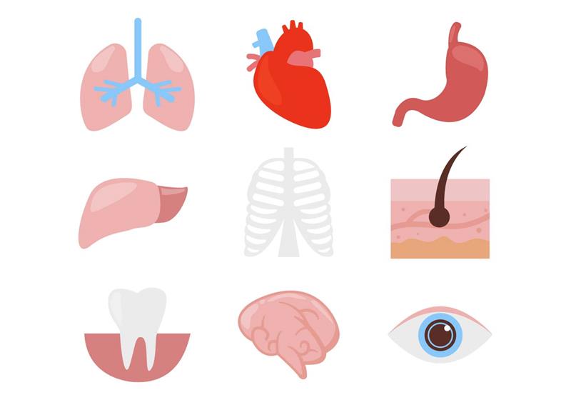 What Is The Largest Internal Organ Of The Human Body Trivia