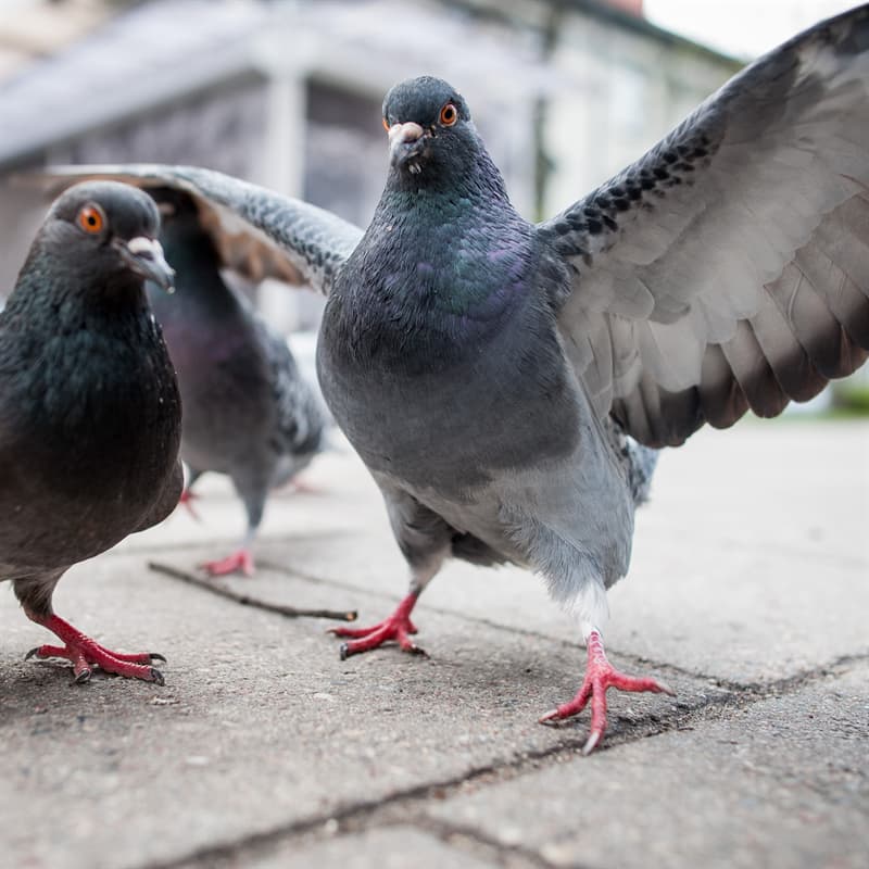 5 Cool Facts About Pigeons 5 Cool Pigeon Facts QuizzClub