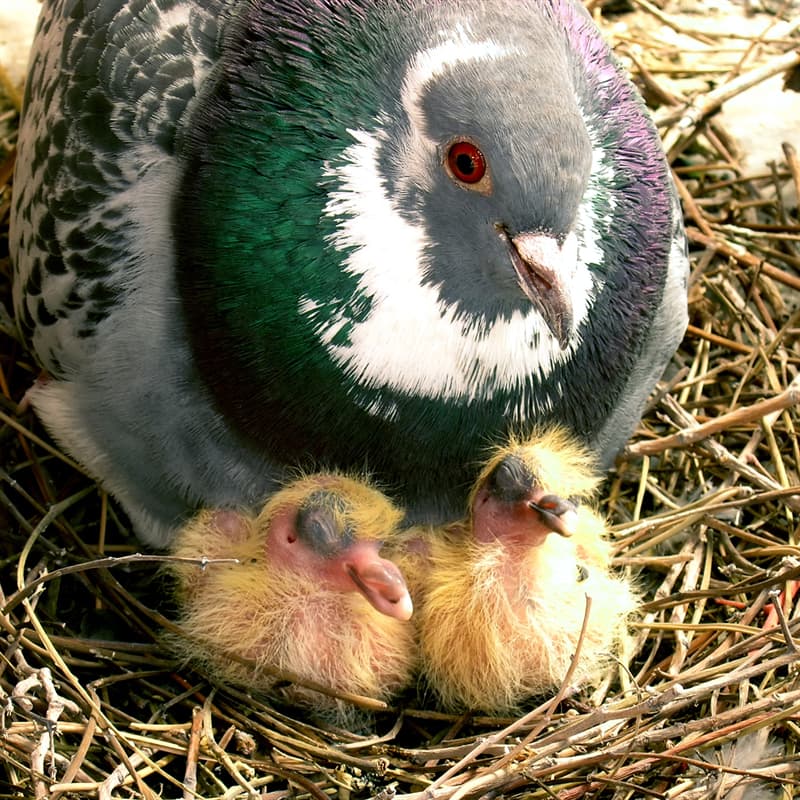 5 Cool Facts About Pigeons 5 Cool Pigeon Facts QuizzClub 5 Cool Facts About Pigeons 5 Cool Pigeon Facts QuizzClub