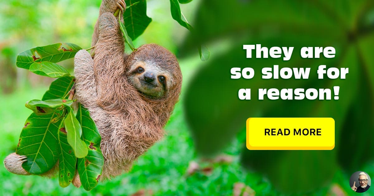 5 Odd And Amazing Facts About Sloths These Unusual Animals Are Famous 5-odd-and-amazing-facts-about-sloths-these-unusual-animals-are-famous