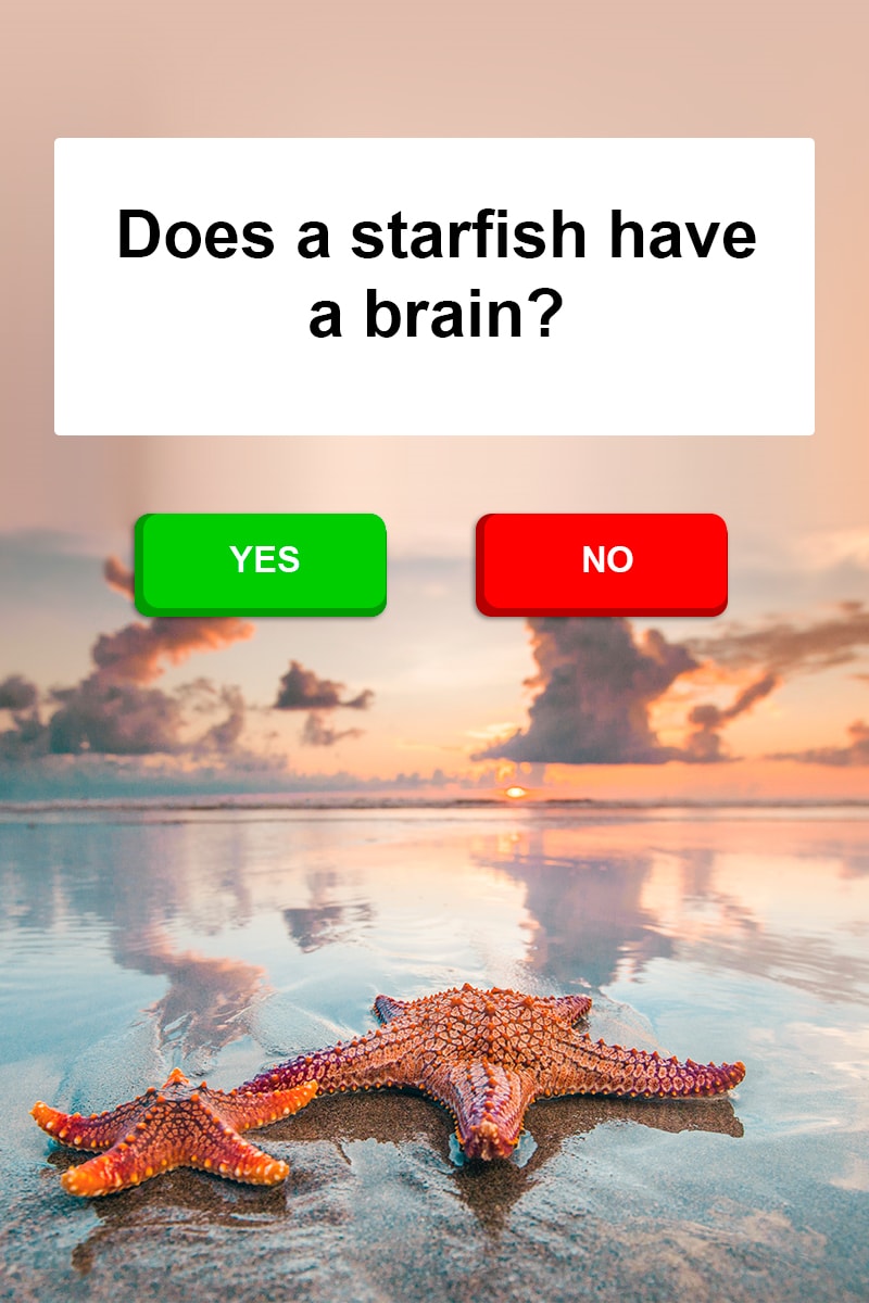 Does A Starfish Have A Brain Trivia Questions QuizzClub does-a-starfish-have-a-brain-trivia-questions-quizzclub