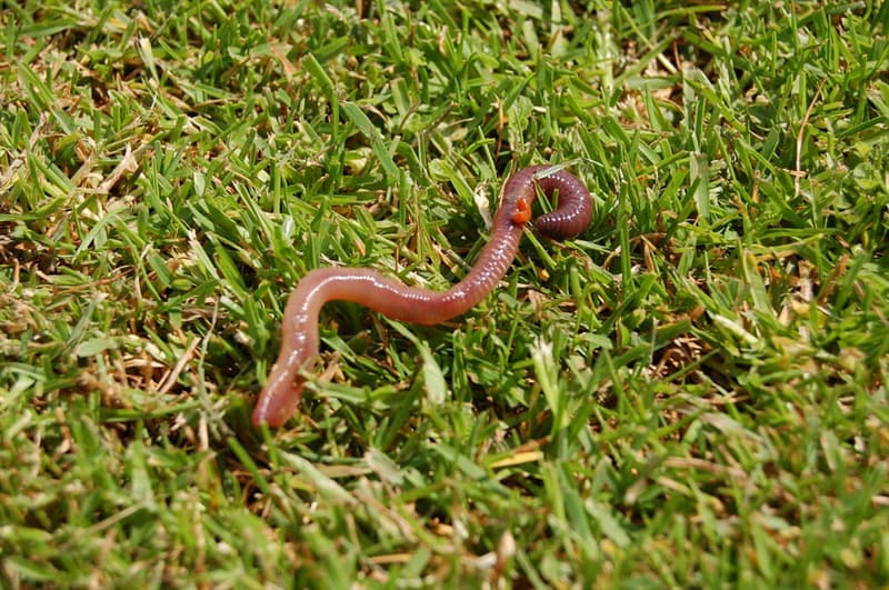 how-many-hearts-does-an-earthworm-trivia-questions-quizzclub