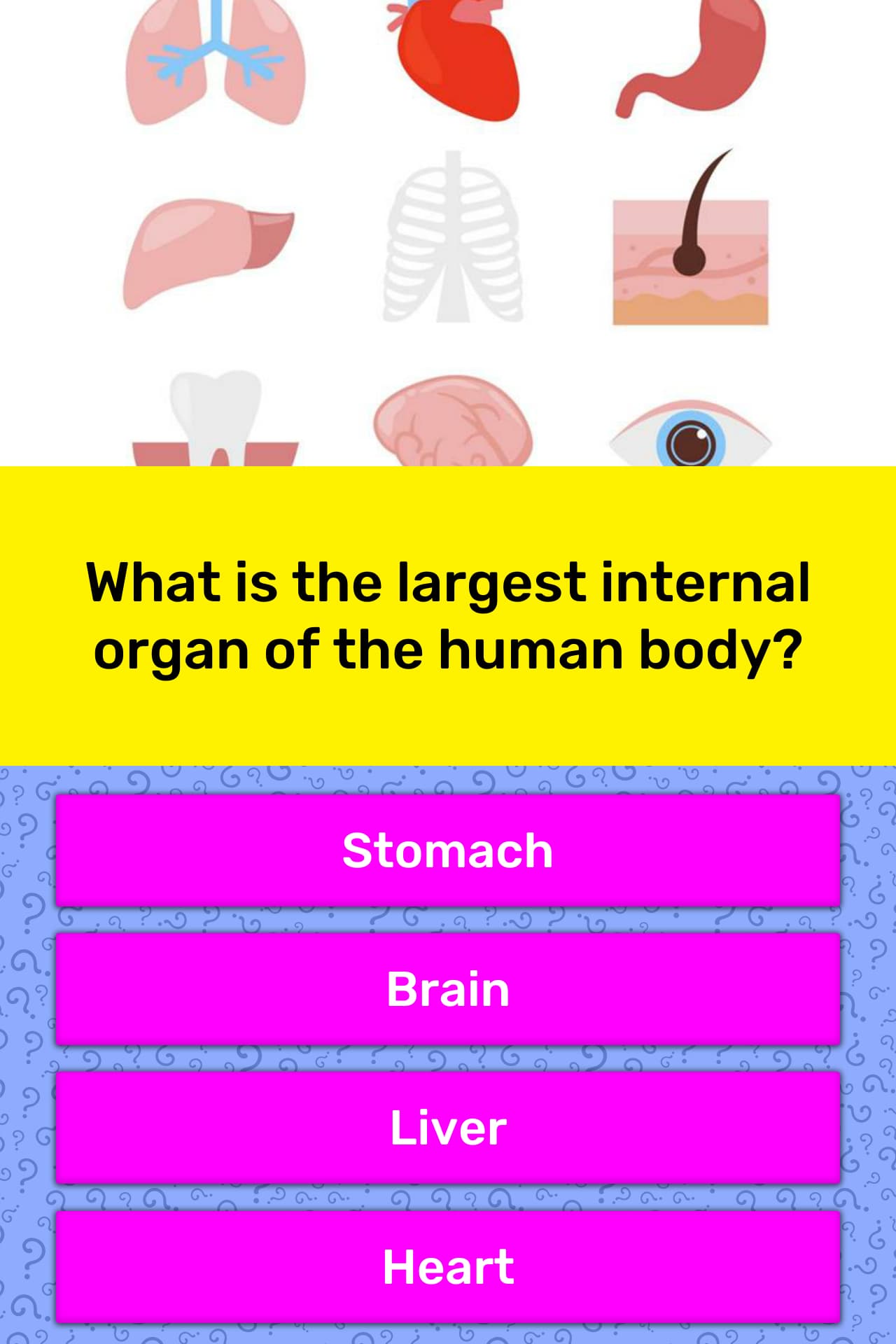 What Is The Largest Internal Organ Trivia Questions QuizzClub