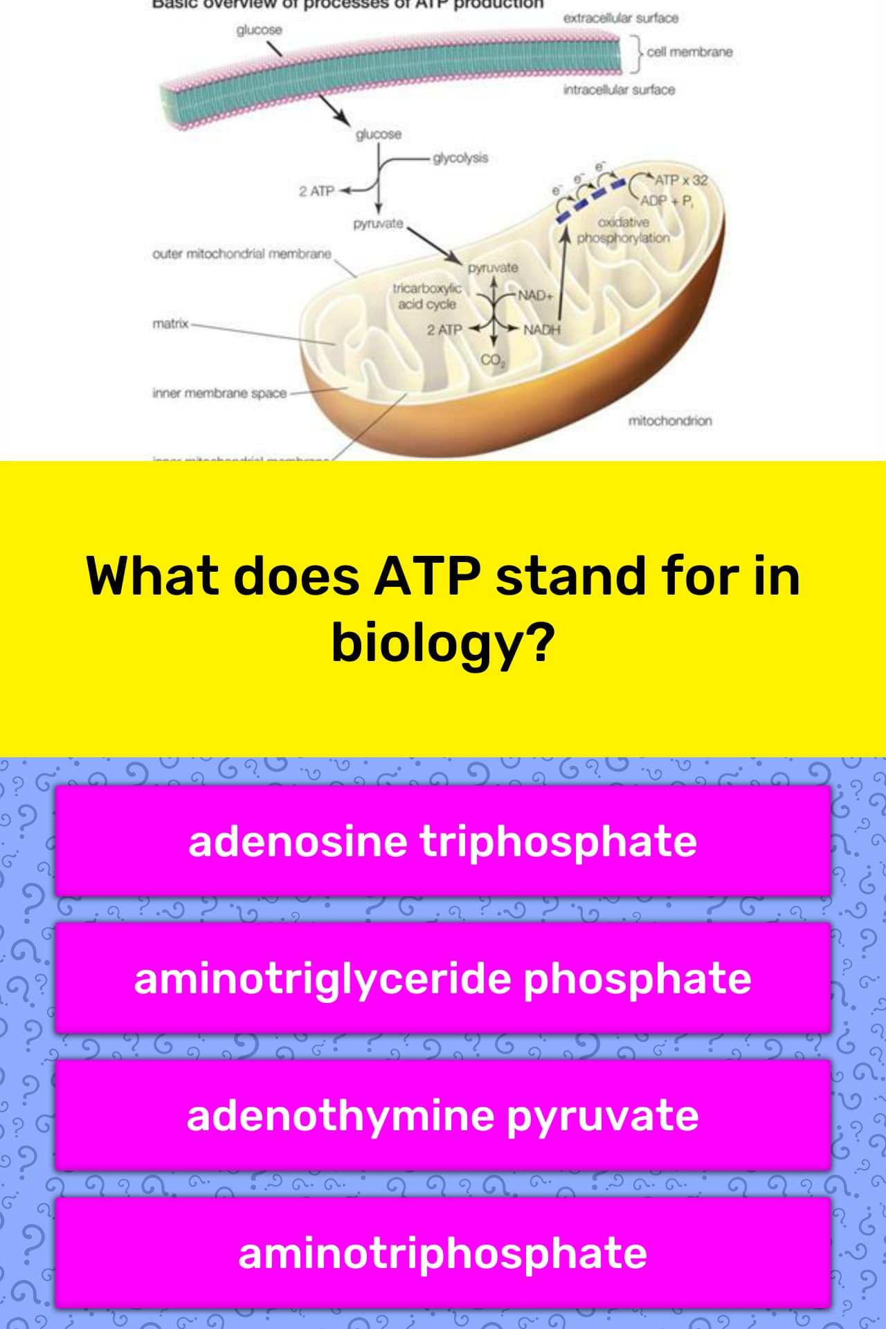 What Does ATP Stand For In Biology Trivia ions QuizzClub