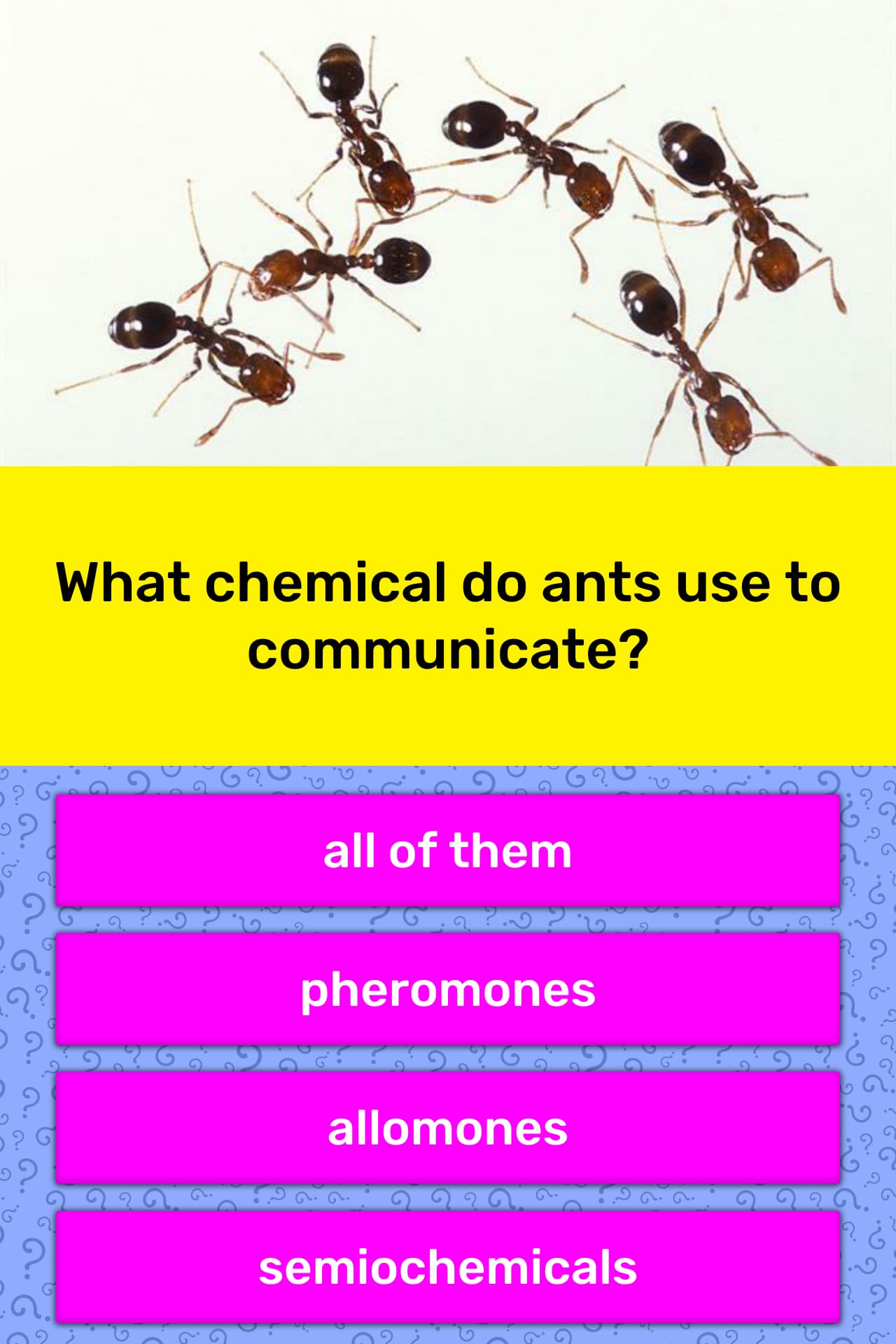 What chemical do ants use to... | Trivia Answers | QuizzClub