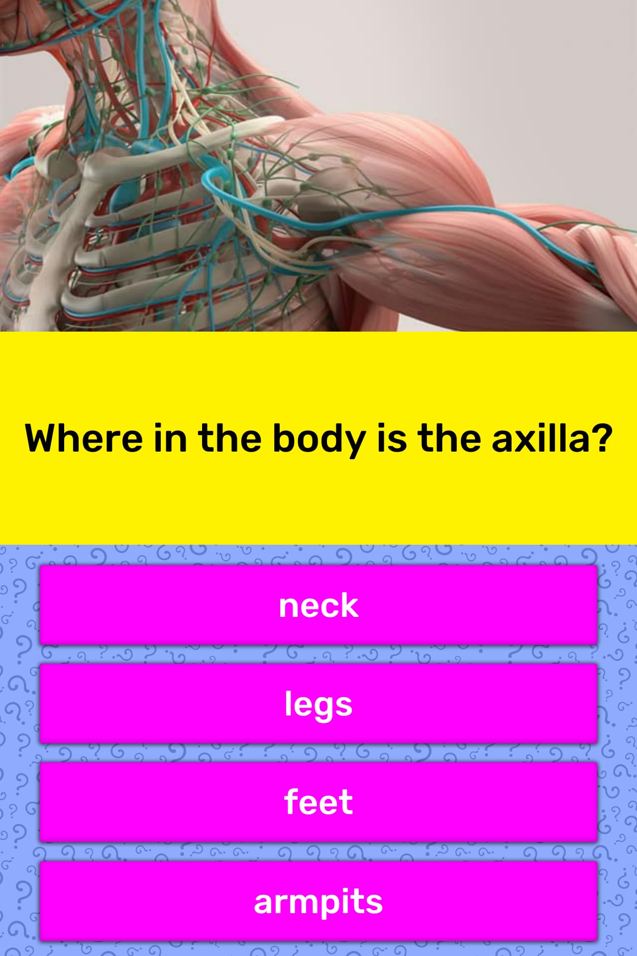 Where In The Body Is The Axilla Trivia Answers QuizzClub Where In The Body Is The Axilla Trivia Answers QuizzClub