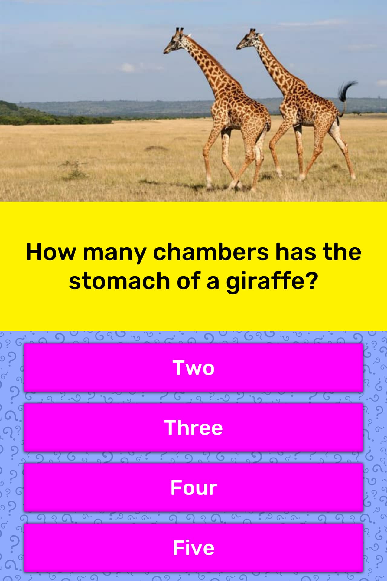 How Many Chambers Has The Stomach Of Trivia Answers QuizzClub How Many Chambers Has The Stomach Of Trivia Answers QuizzClub