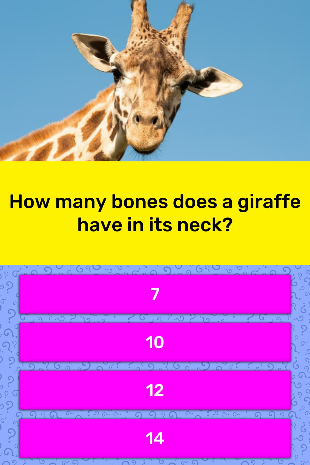 How Many Bones Does A Giraffe Have Trivia Questions QuizzClub how-many-bones-does-a-giraffe-have-trivia-questions-quizzclub