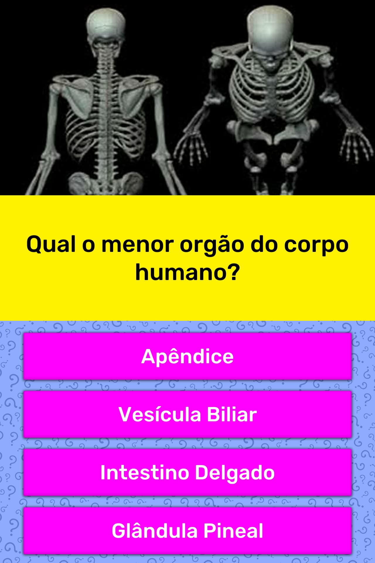 Qual é O Menor Orgão Do Corpo Humano - RETOEDU
