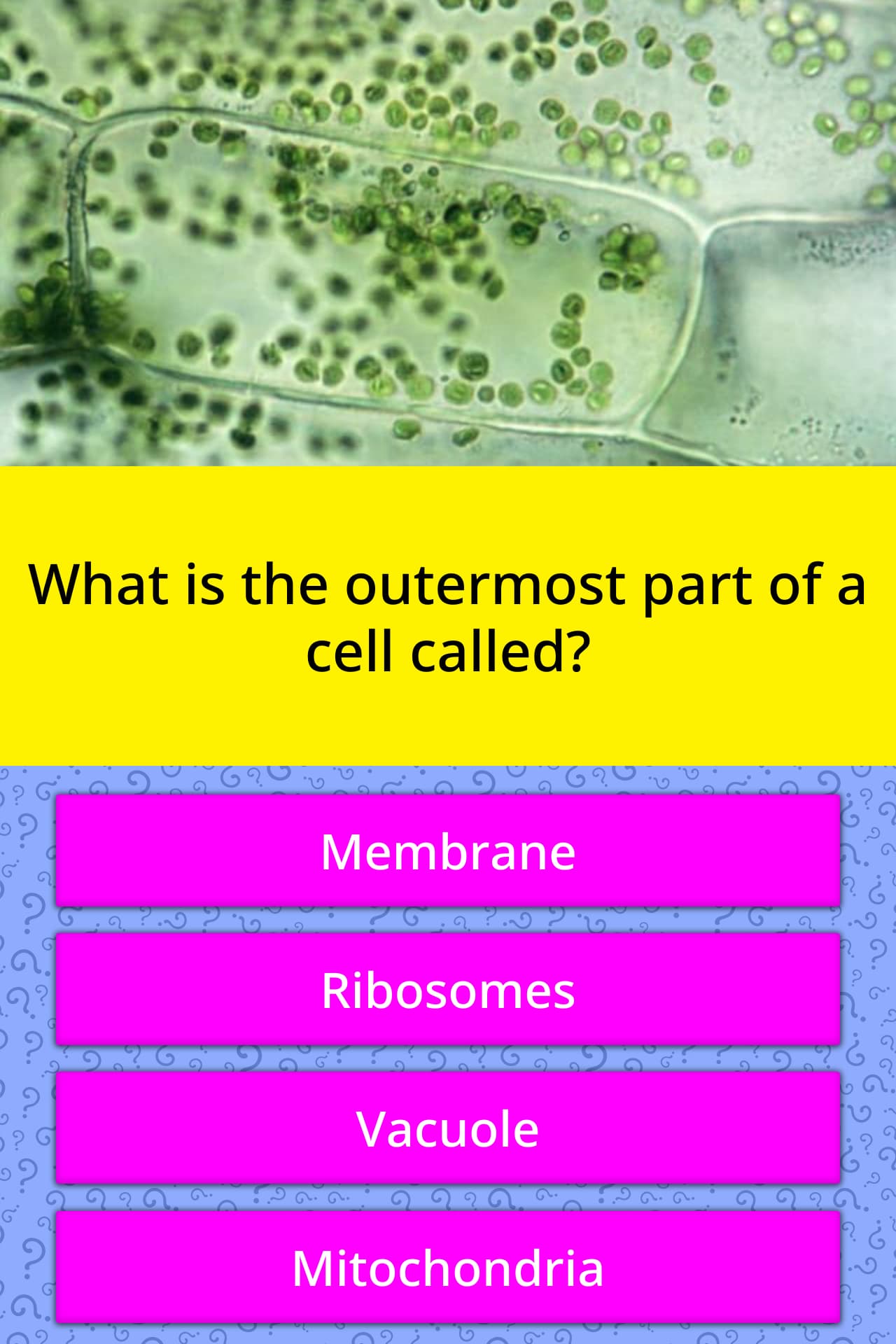 What Is The Outermost Part Of A Cell Trivia Questions QuizzClub