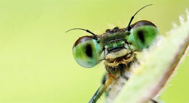 How Many Body Segments Do Insects Have Trivia Questions QuizzClub